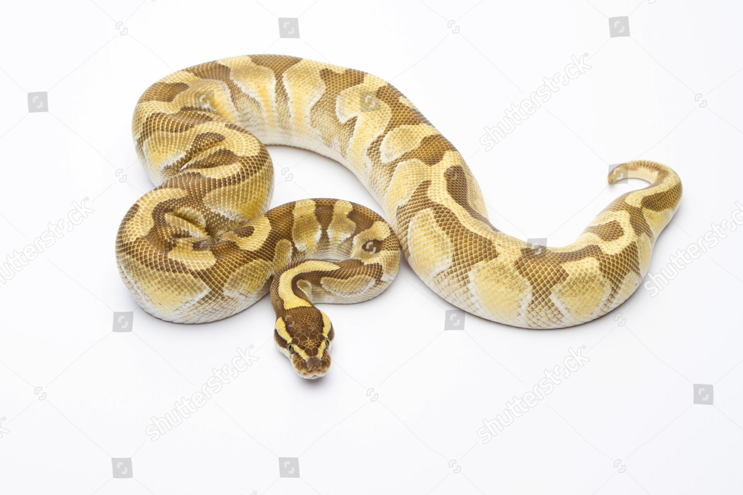 Royal Python Python Regius Butter Enchi Editorial Stock Photo - Stock ...