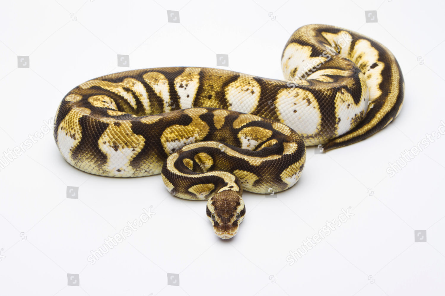 Royal Python Python Regius Pastel Calico Editorial Stock Photo - Stock ...