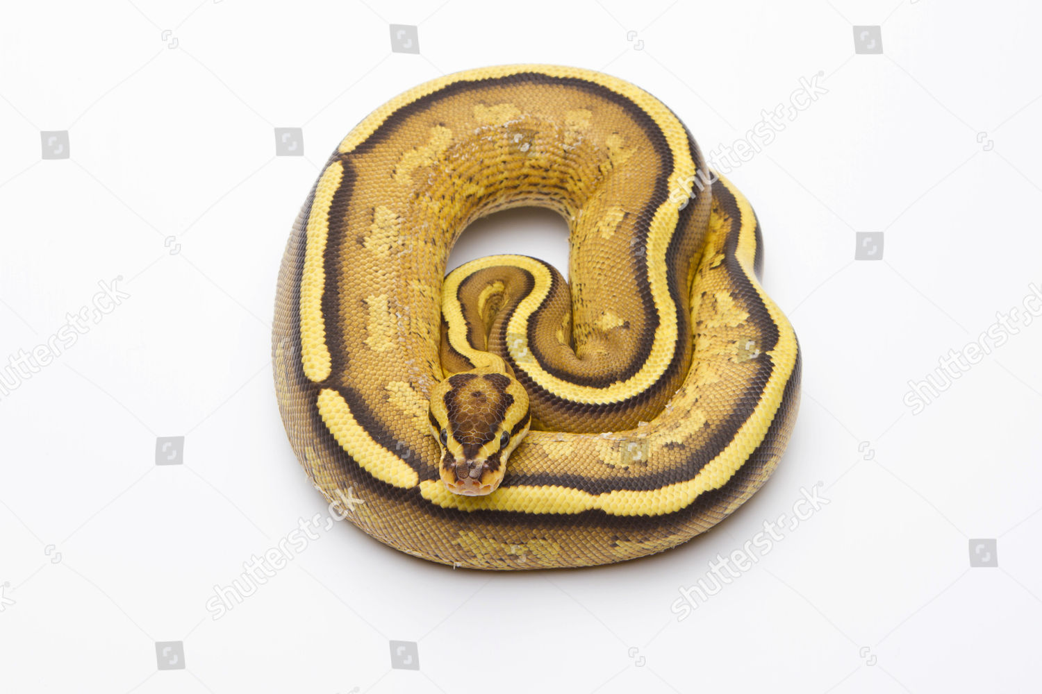 Royal Python Python Regius Superstripe Male Editorial Stock Photo ...