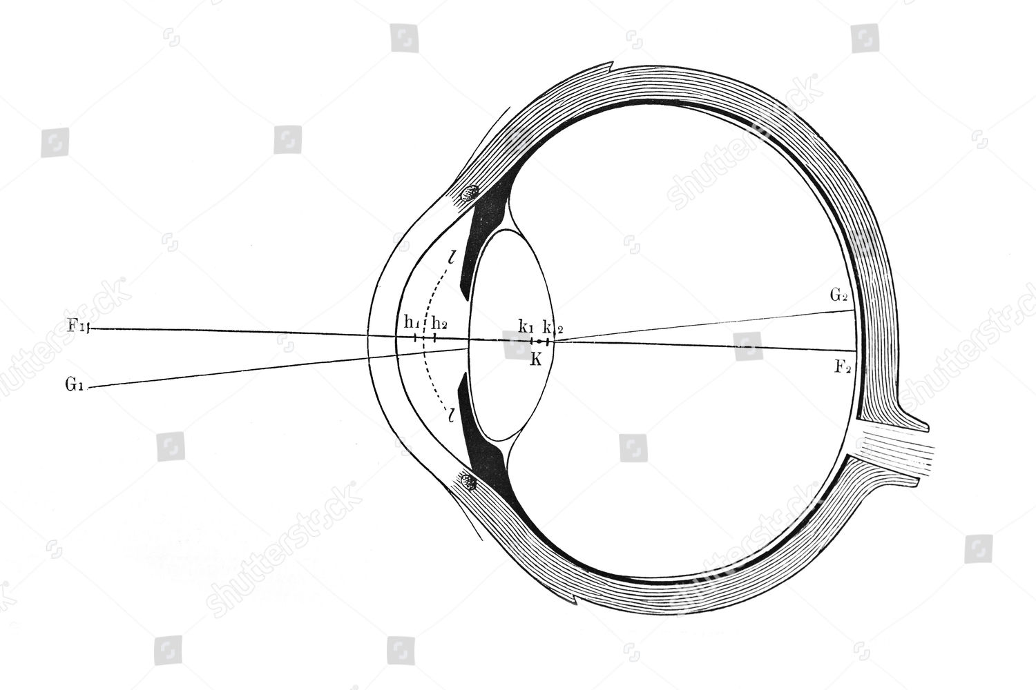Eye Schematic Representation Editorial Stock Photo - Stock Image ...