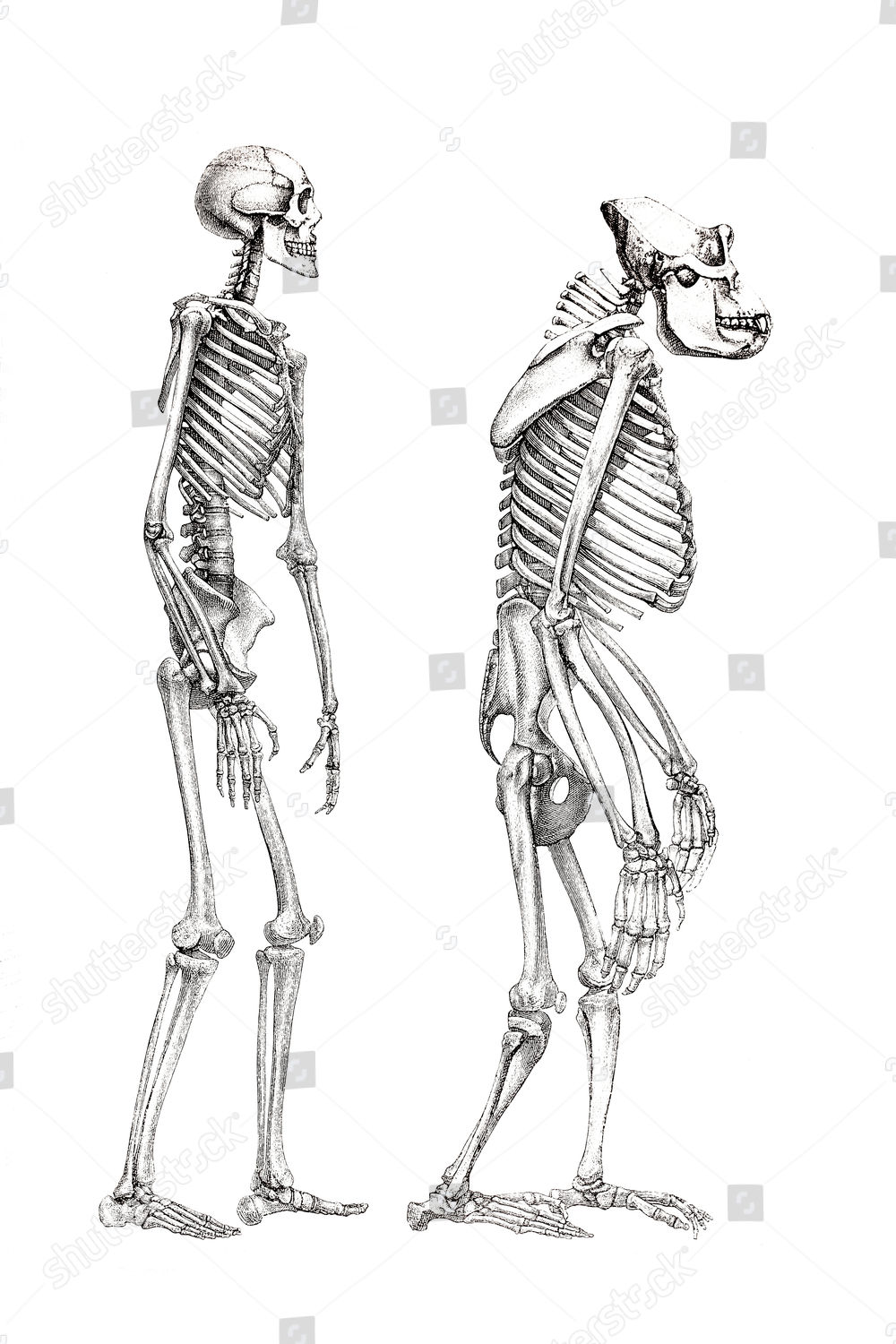 Human Skeleton Skeleton Monkey Anatomical Illustration Editorial Stock ...
