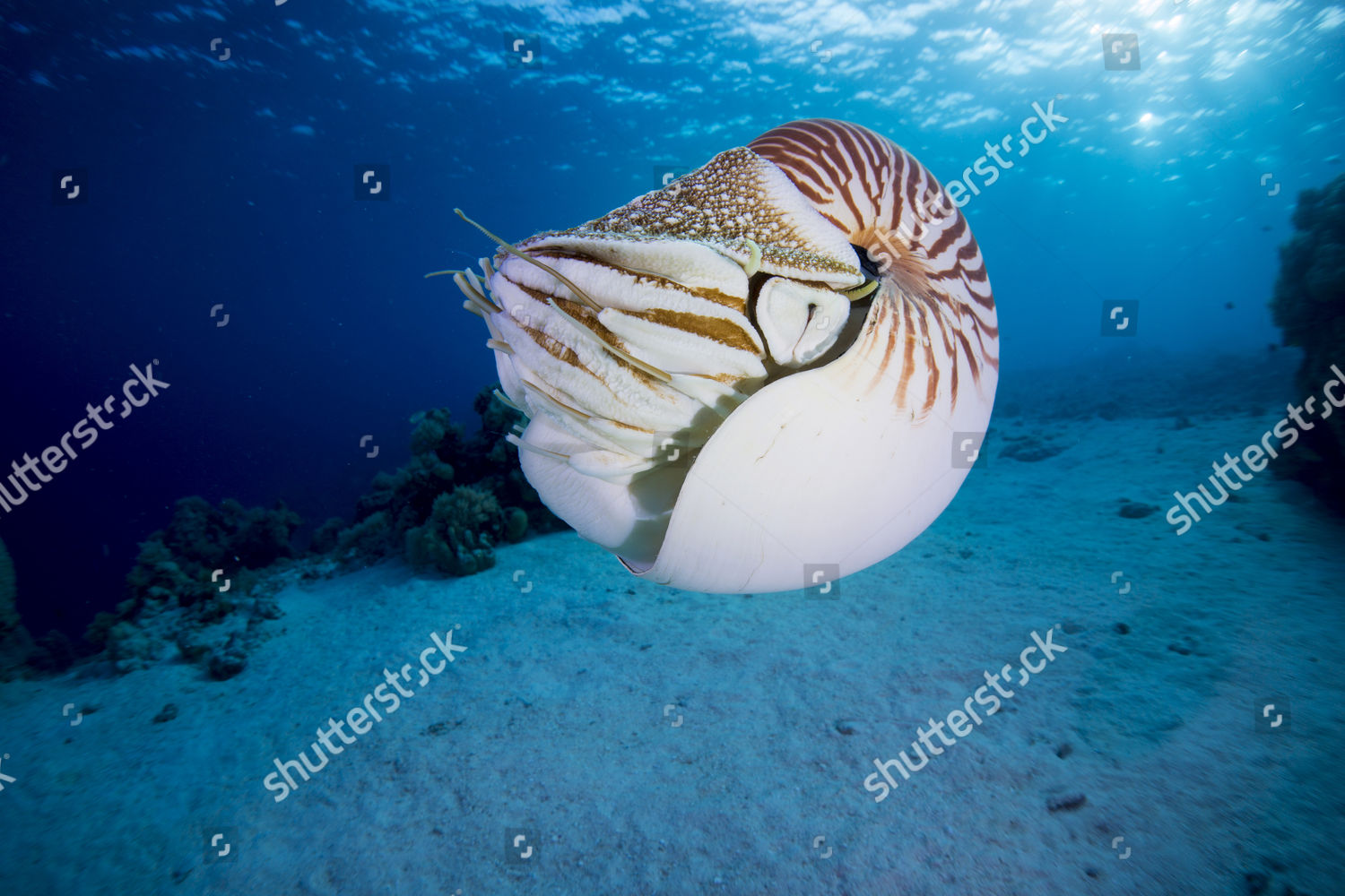 Nautilus Nautilus Belauensis Palau Editorial Stock Photo - Stock Image ...