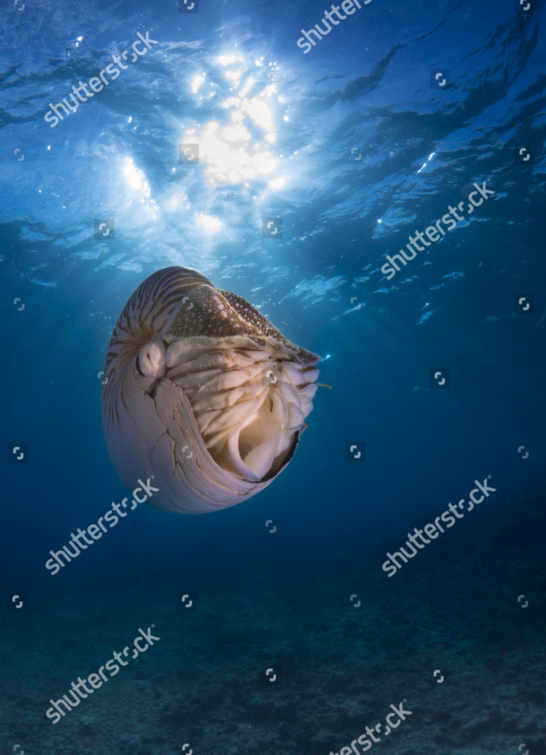 Nautilus Nautilus Belauensis Palau Editorial Stock Photo - Stock Image ...