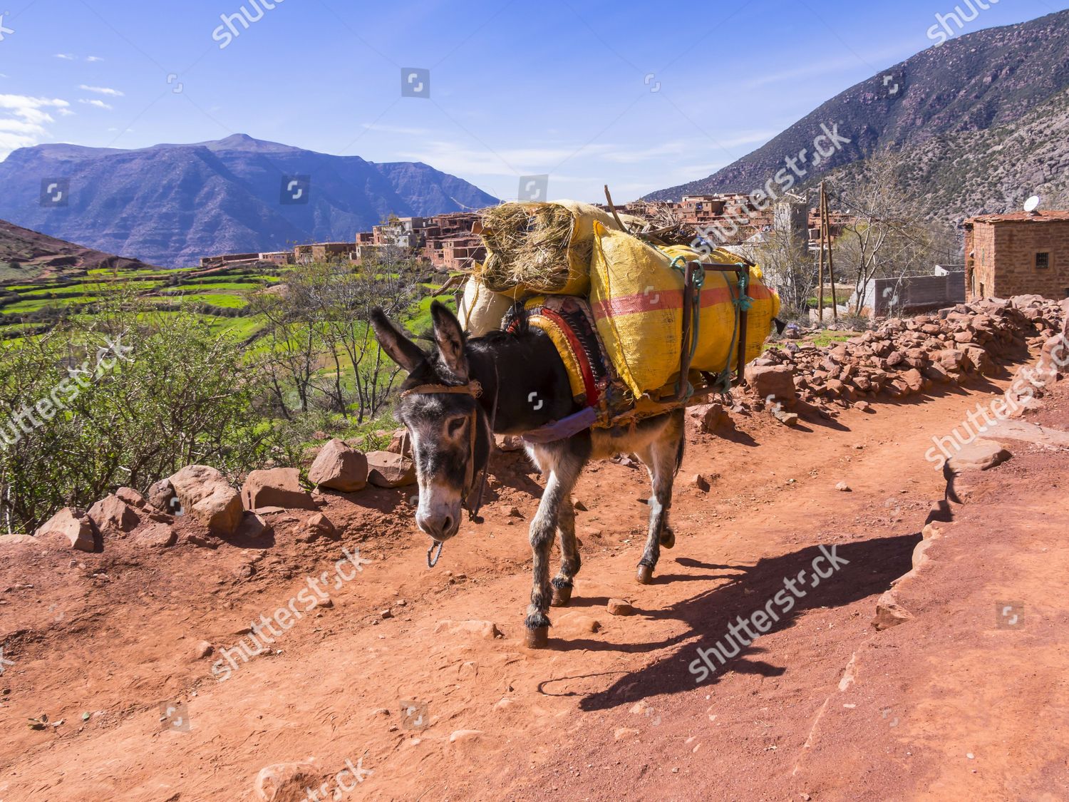 Burro Pack Mule Carrying Heavy Load Editorial Stock Photo - Stock Image ...