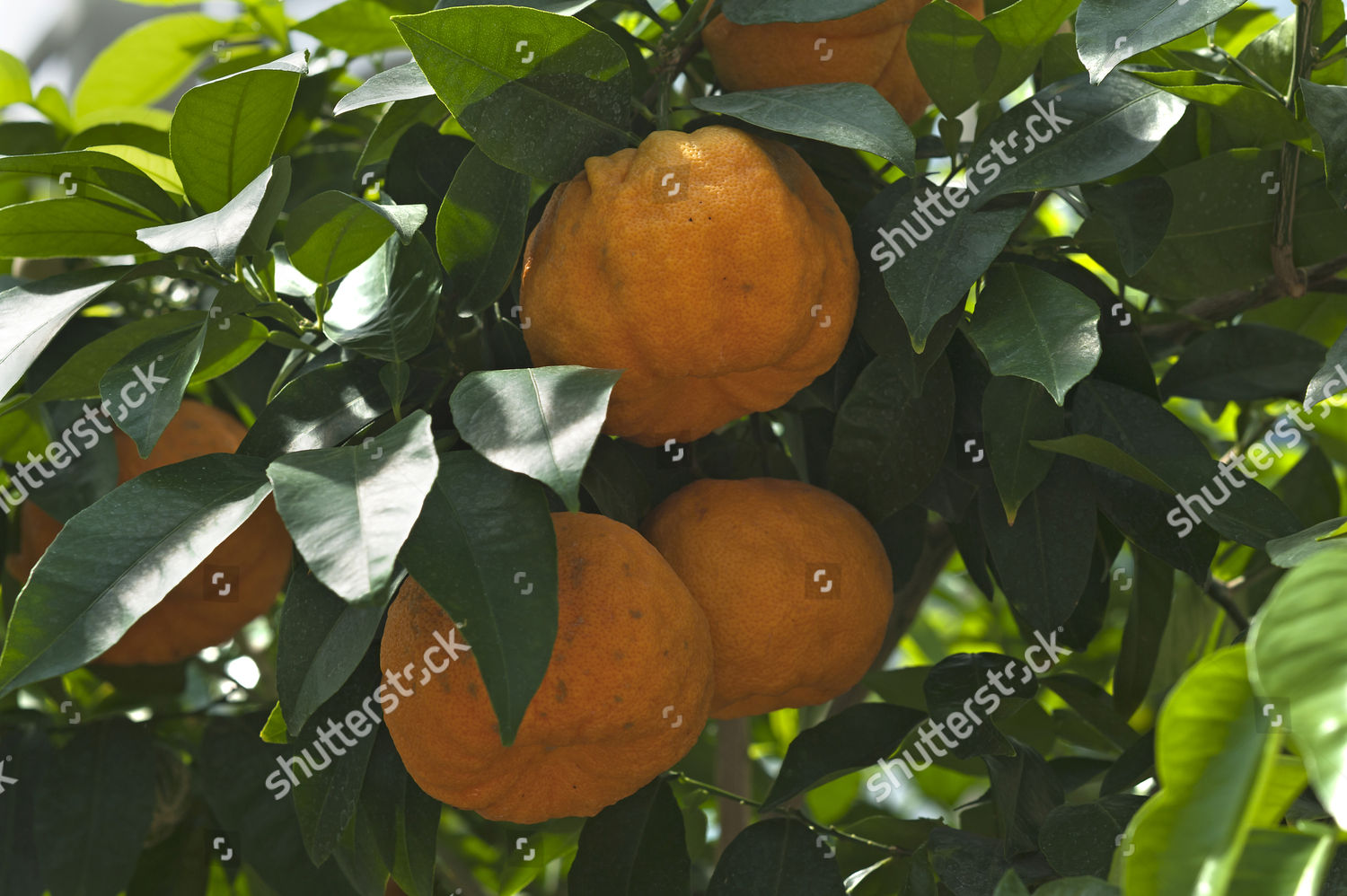 Ripe Bitter Oranges Citrus Aurantium On Editorial Stock Photo - Stock ...