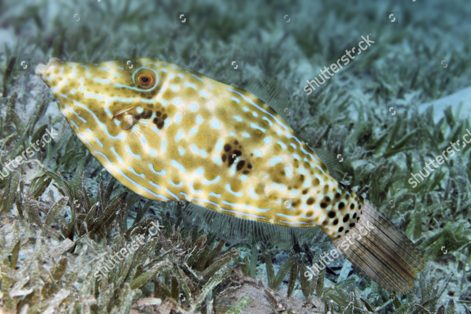 Scrawled Filefish Aluterus Scriptus On Seagrass Editorial Stock Photo ...