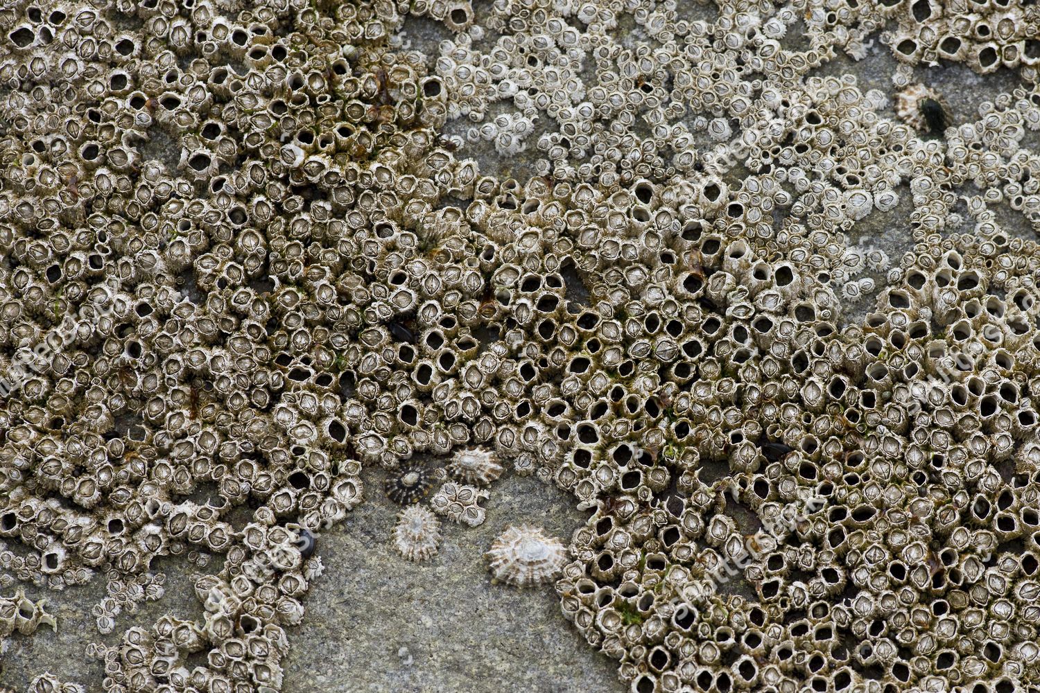 Barnacles Balanidae Limpets Patellidae Surf Zone Editorial Stock Photo ...