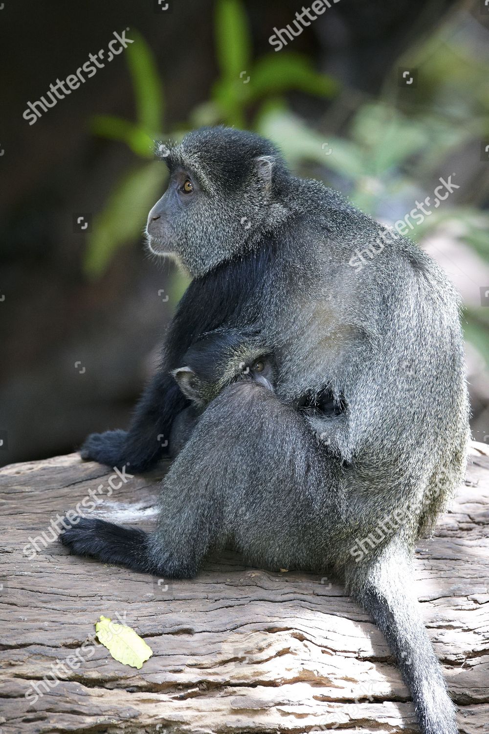 Blue Monkey Diademed Monkey Cercopithecus Mitis Editorial Stock Photo ...