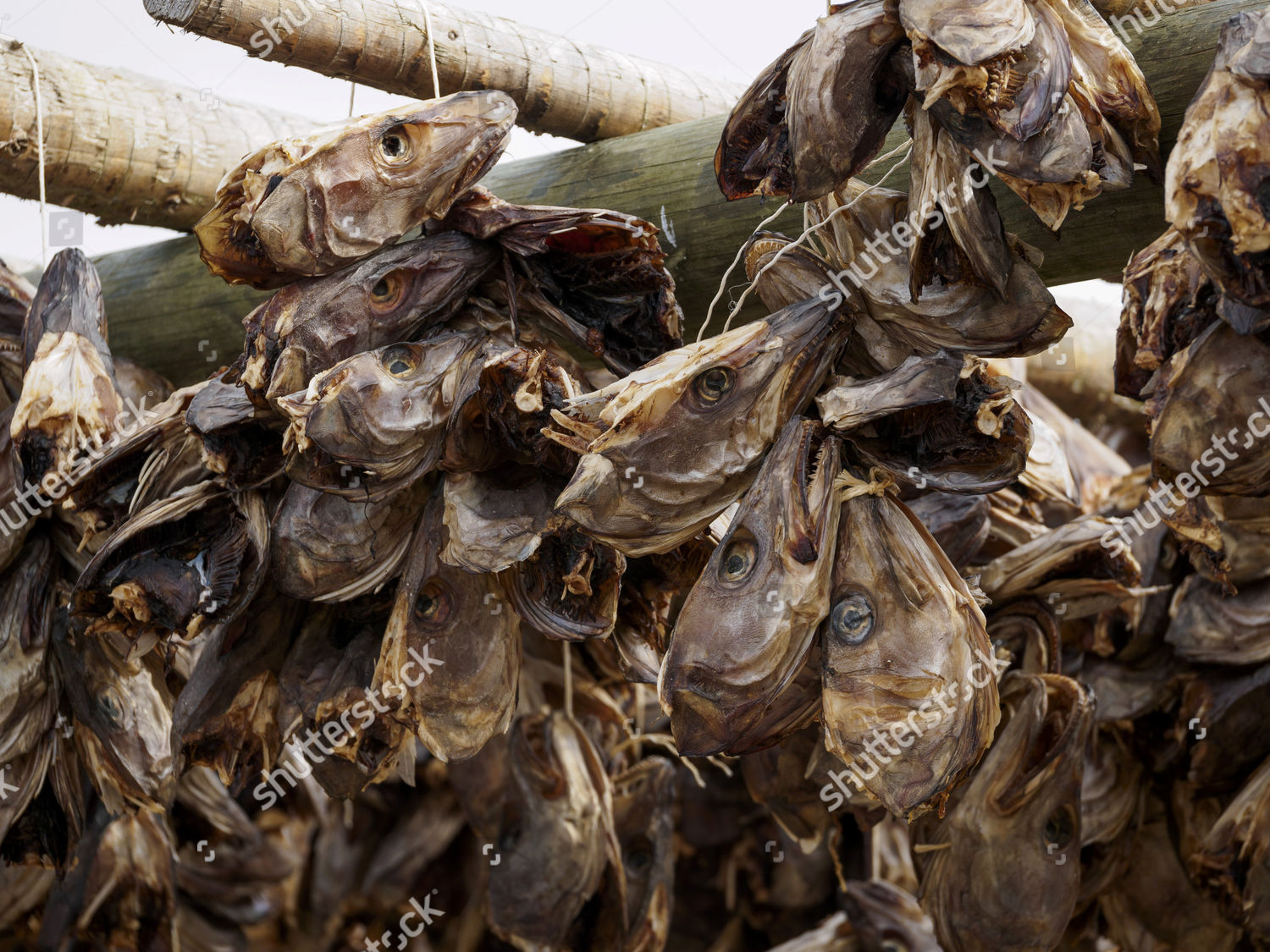 Stockfish Heads Hung Wooden Frame Drying Editorial Stock Photo - Stock ...