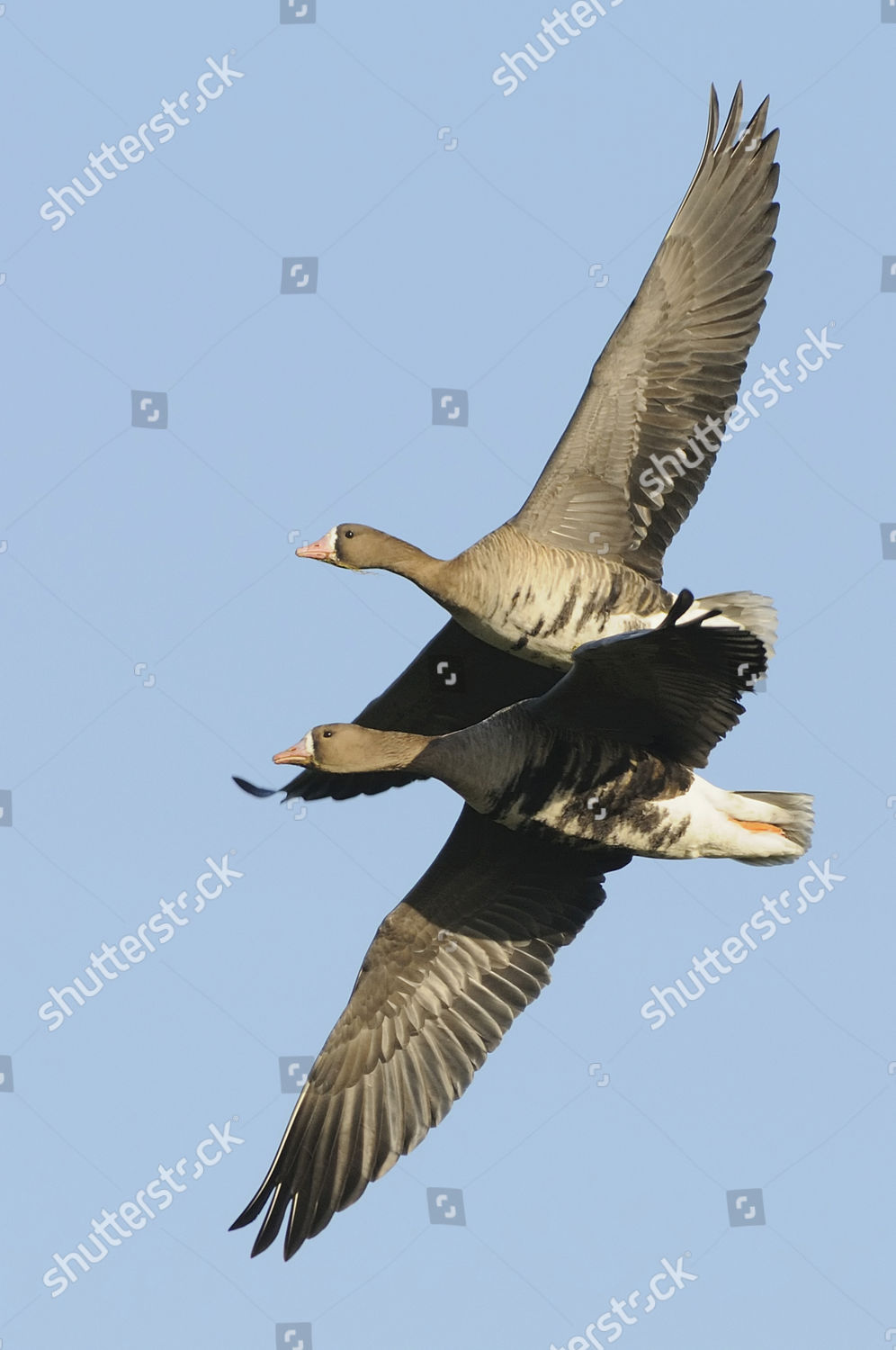 Two Flying Greater Whitefronted Geese Anser Editorial Stock Photo ...