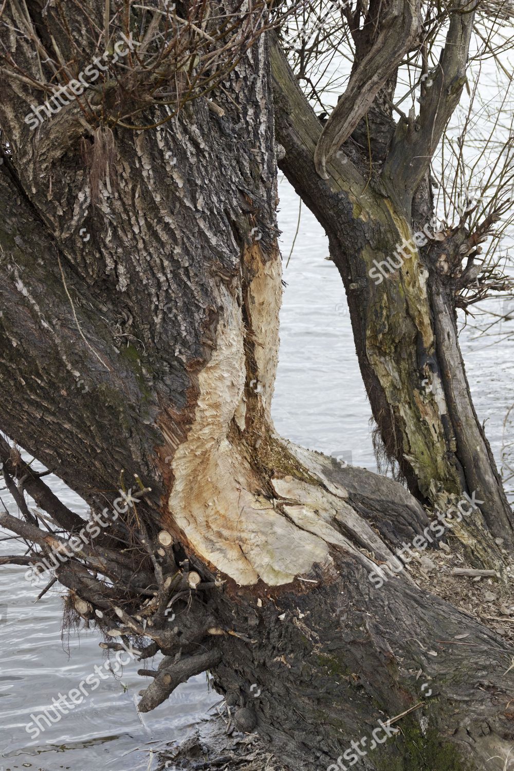 Beaver Bite Marks On Tree On Editorial Stock Photo - Stock Image ...