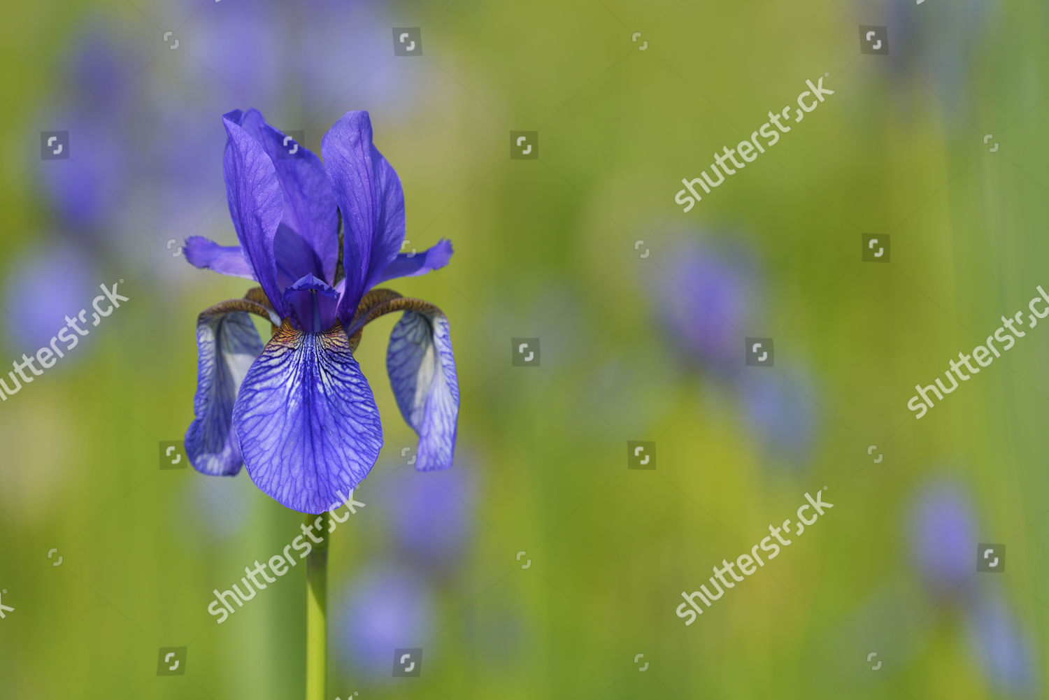 Siberian Iris Iris Sibirica Canton Zurich Editorial Stock Photo - Stock ...