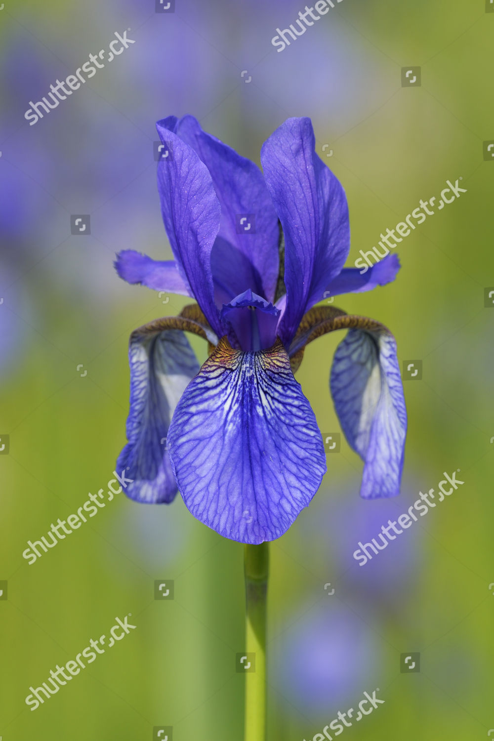 Siberian Iris Iris Sibirica Canton Zurich Editorial Stock Photo - Stock ...