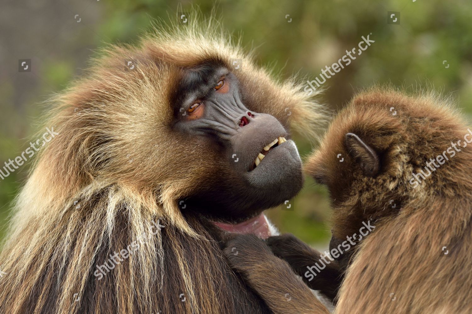 Geladas Theropithecus Gelada Grooming Captive Switzerland Editorial ...