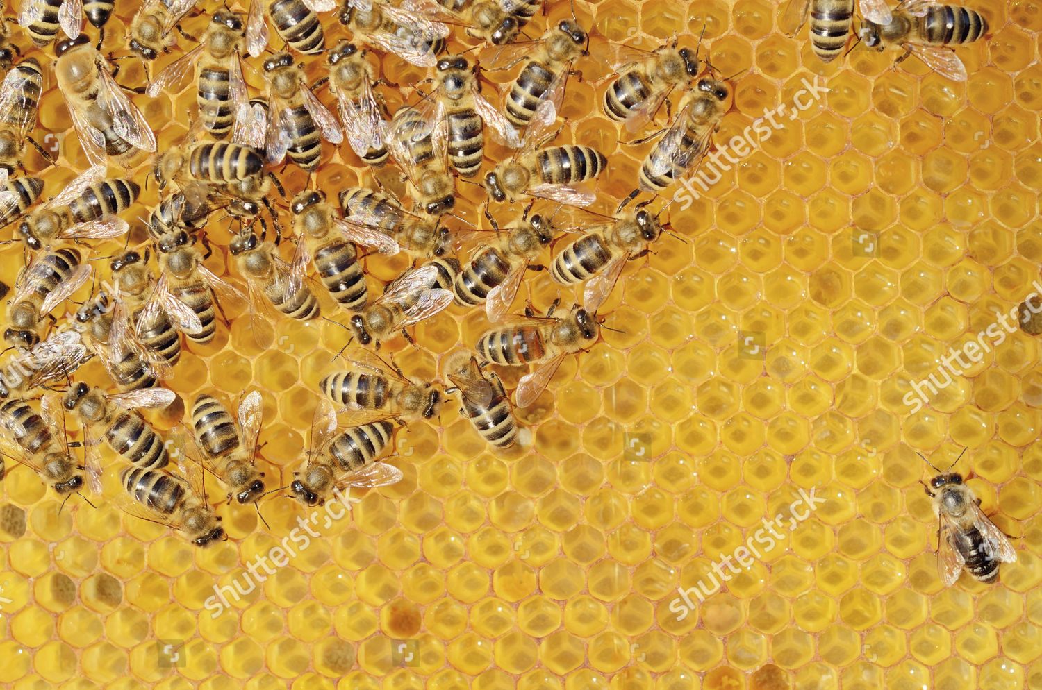 Colony Honey Bees Apis Mellifera Var Editorial Stock Photo - Stock ...