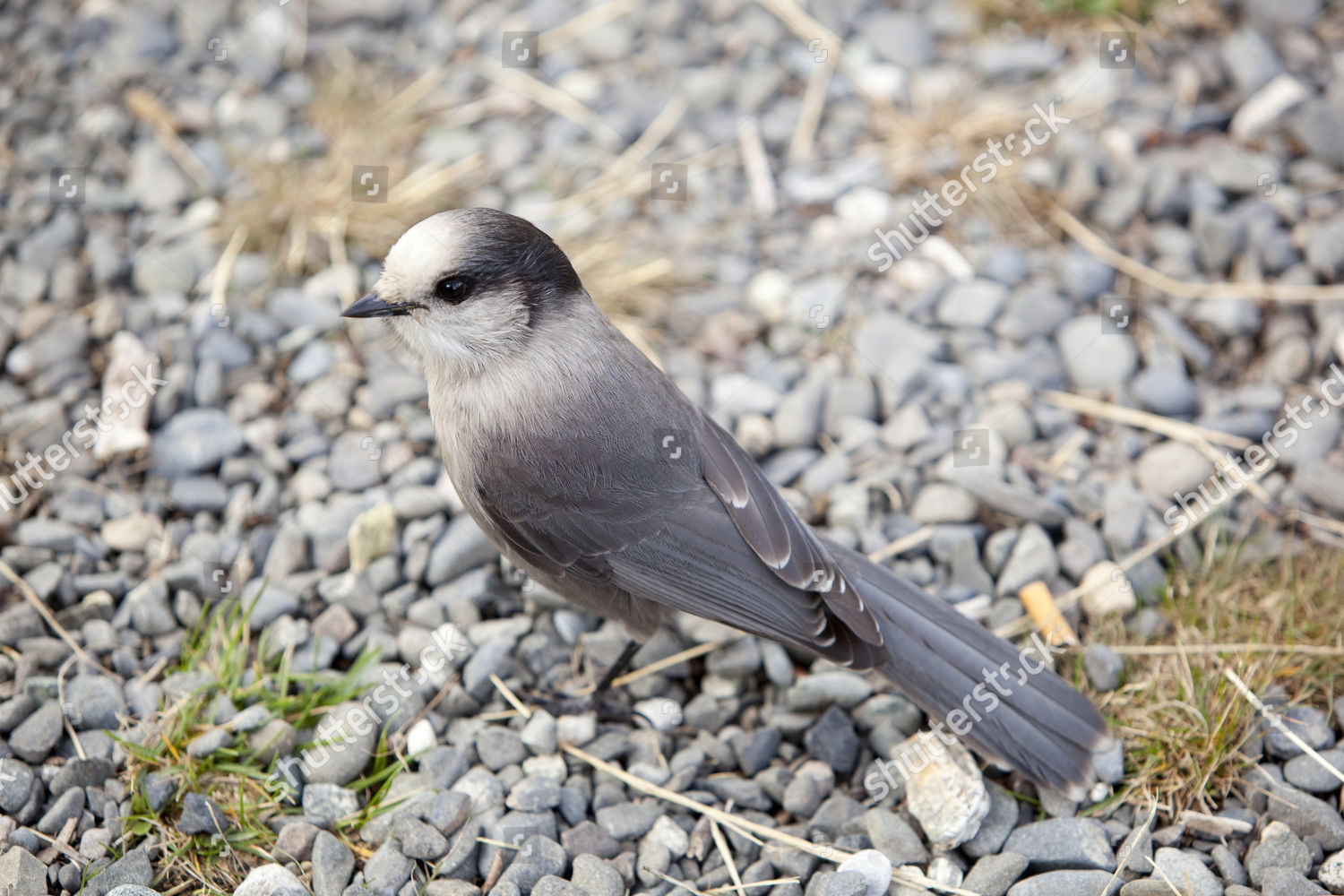 Gray Jay Grey Jay Canada Jay Editorial Stock Photo - Stock Image ...
