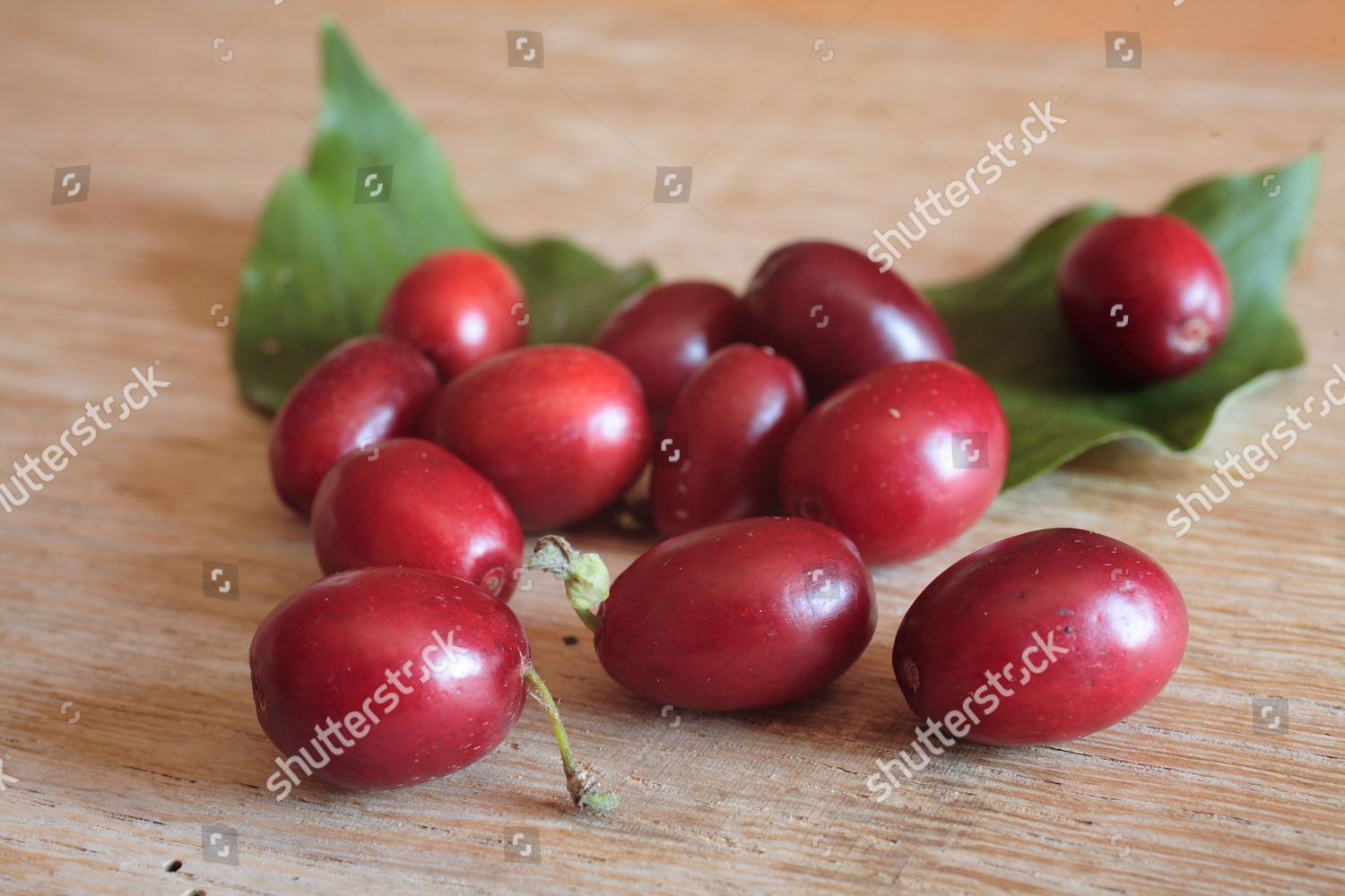 European Cornel Cornus Mas Fruits Editorial Stock Photo - Stock Image ...