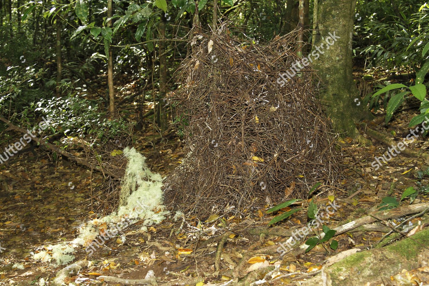 Golden Bowerbird Prionodura Newtoniana Bower Structure Editorial Stock ...