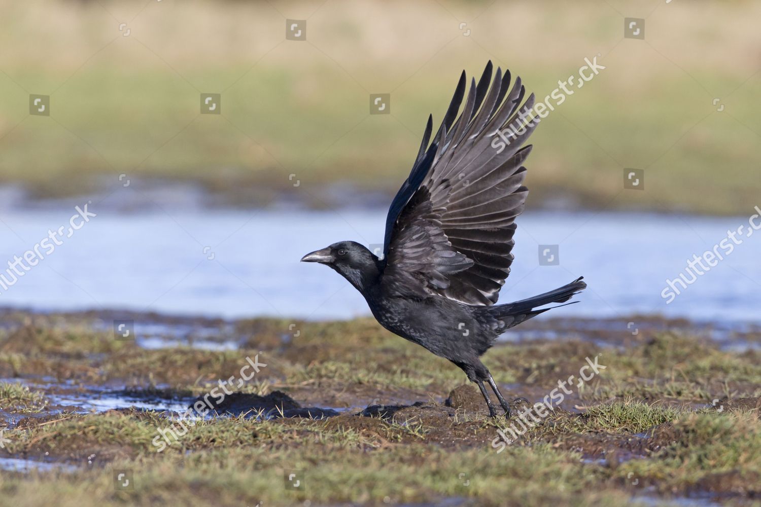 Carrion Crow Corvus Corone Adult Flight Editorial Stock Photo - Stock ...