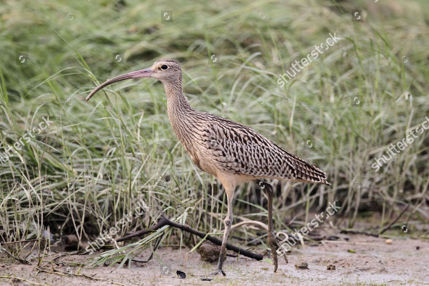 Far Eastern Curlew Numenius Madagascariensis Adult Redaktionelles ...
