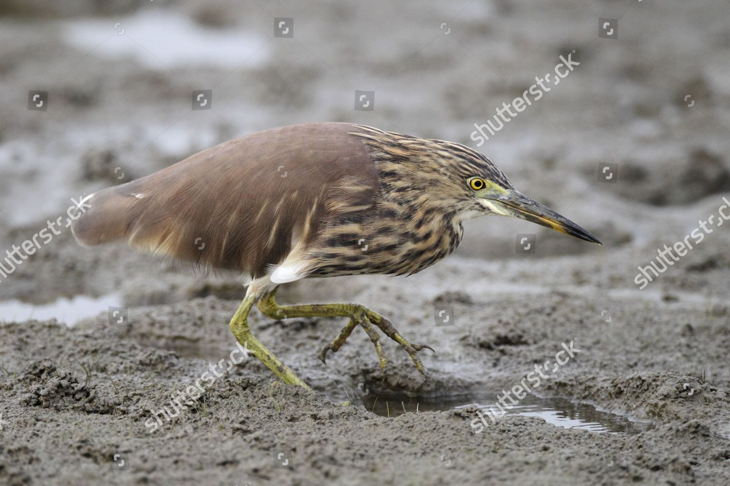 Chinese Pondheron Ardeola Bacchus Adult Nonbreeding Editorial Stock Photo - Stock Image ...