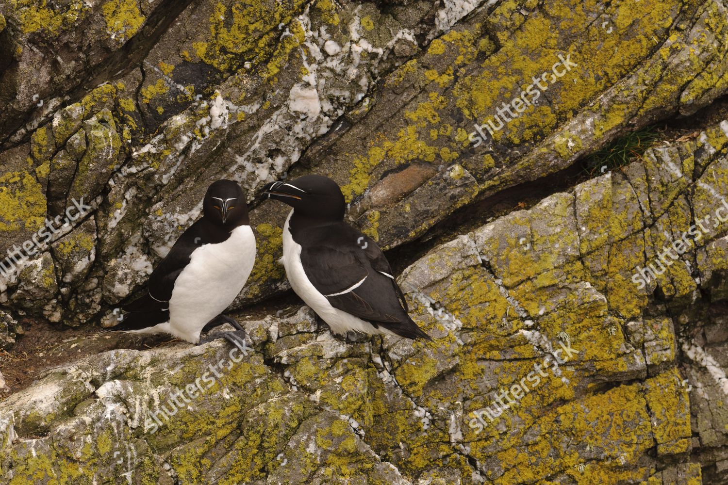 Razorbill Alca Torda Adult Pair Breeding Editorial Stock Photo - Stock ...