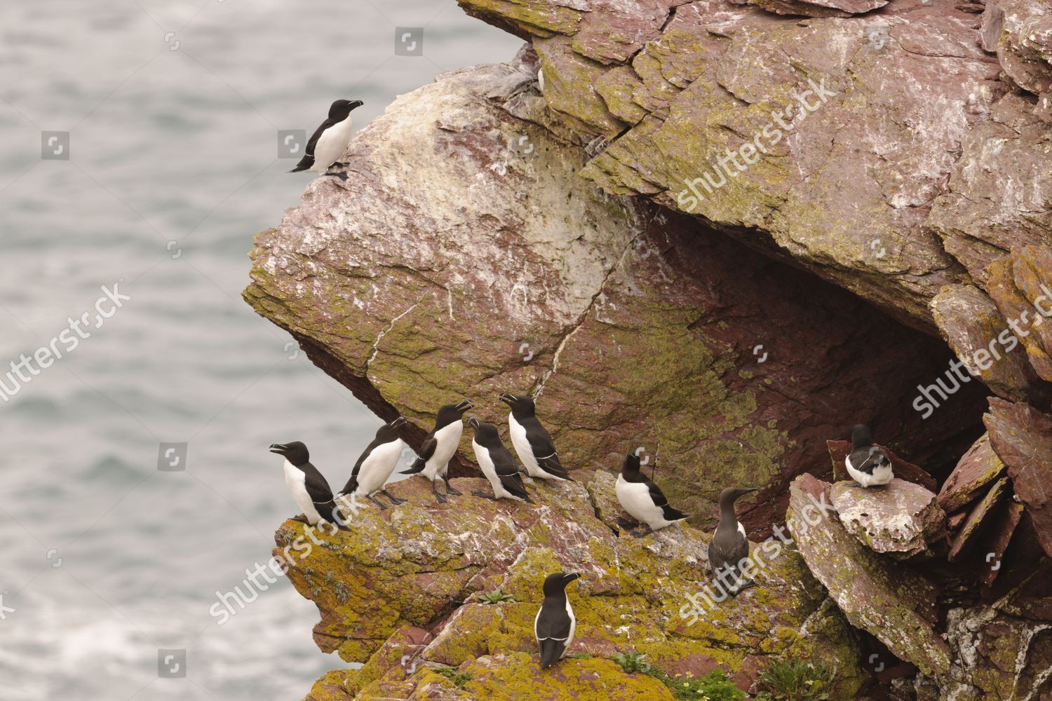 Razorbill Alca Torda Common Guillemot Uria Editorial Stock Photo ...