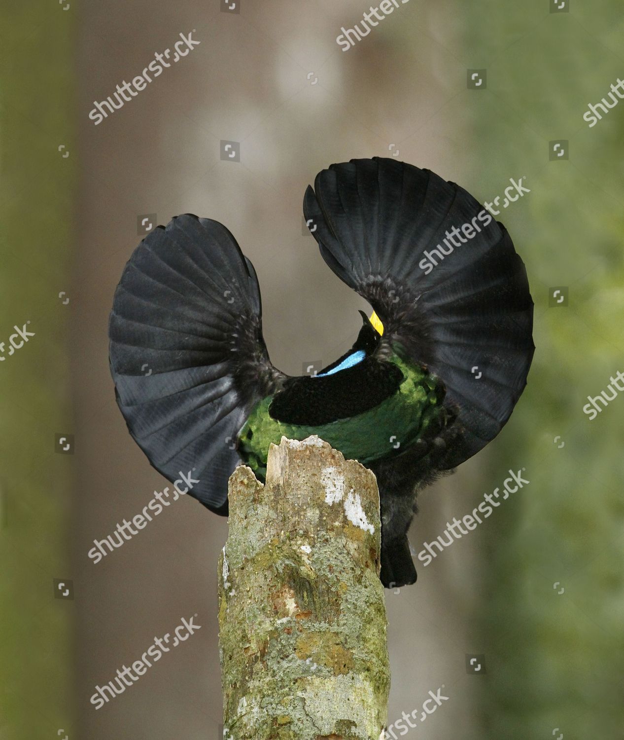 Victorias Riflebird Ptiloris Victoriae Adult Male Editorial Stock Photo ...