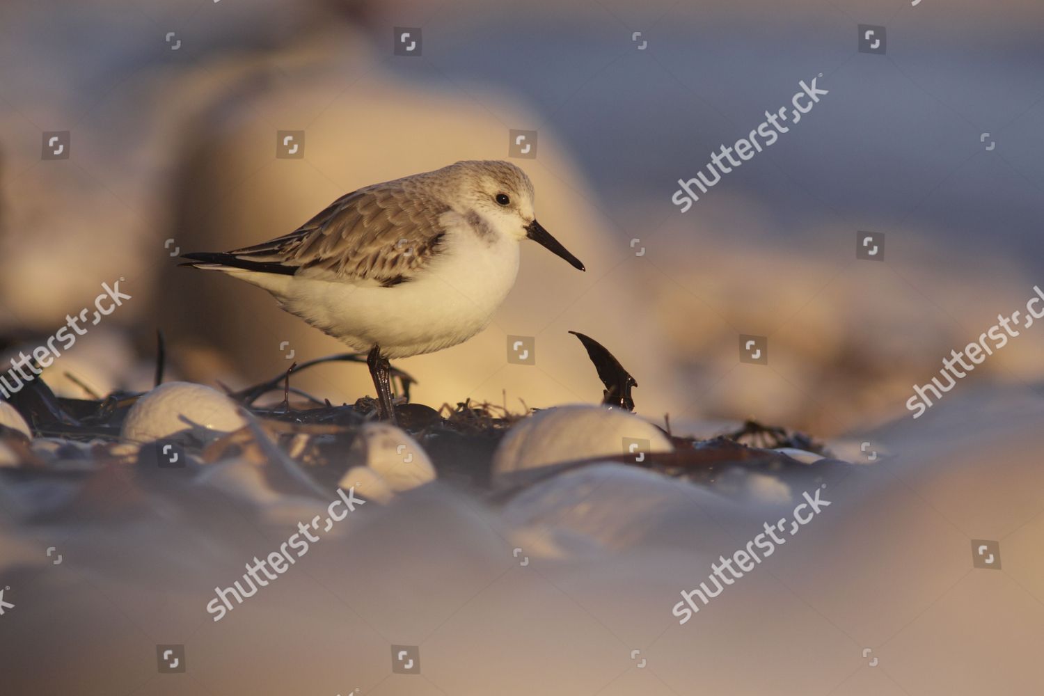 Sanderling Calidris Alba Adult Nonbreeding Plumage Editorial Stock ...