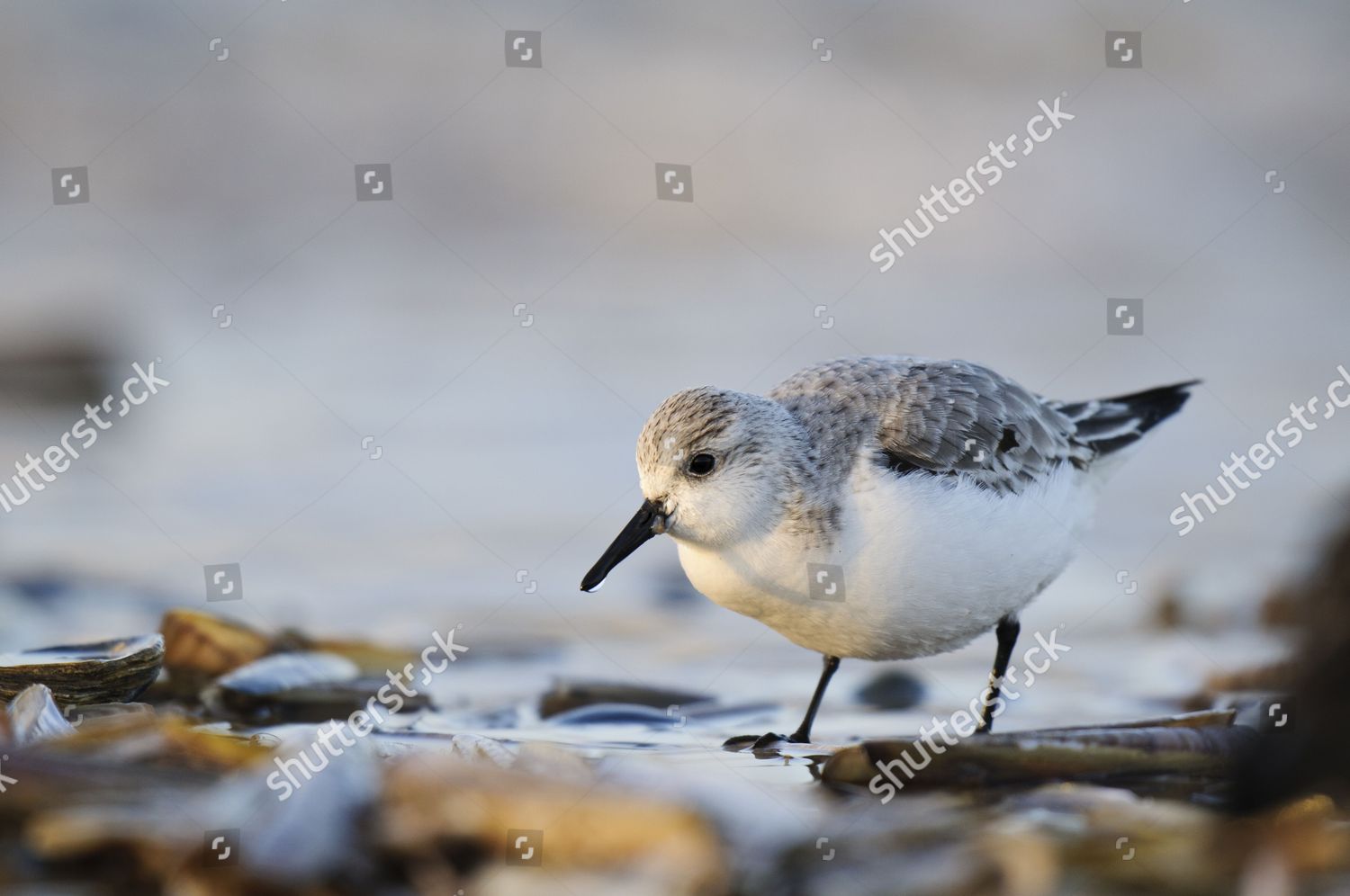 Sanderling Calidris Alba Adult Nonbreeding Plumage Editorial Stock ...