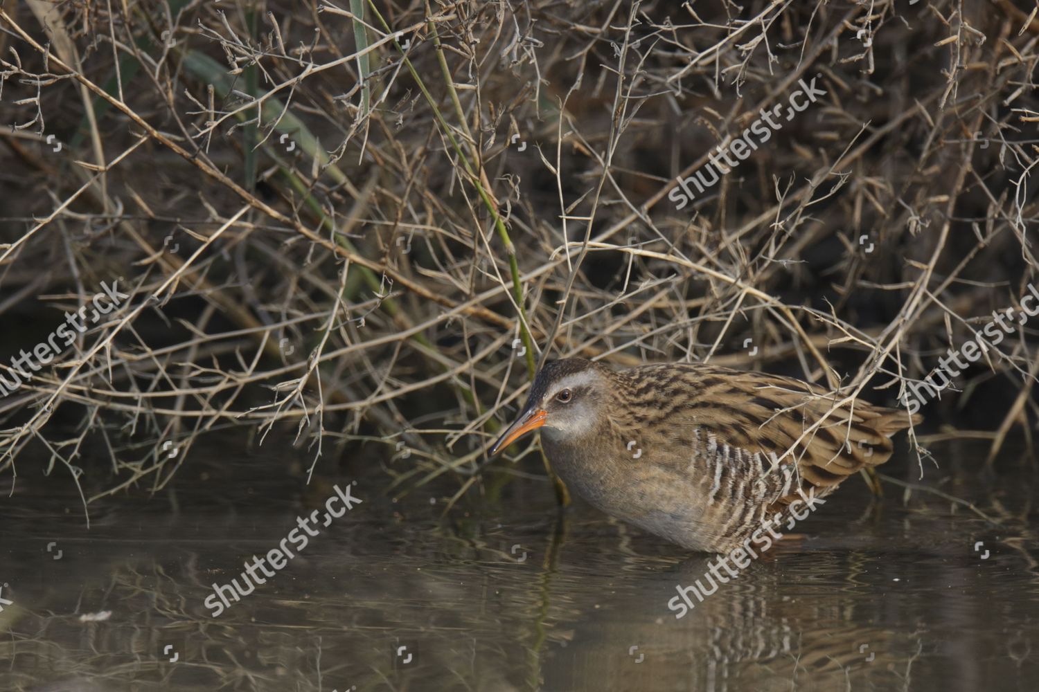 Browncheeked Rail Rallus Indicus Adult Standing Editorial Stock Photo ...