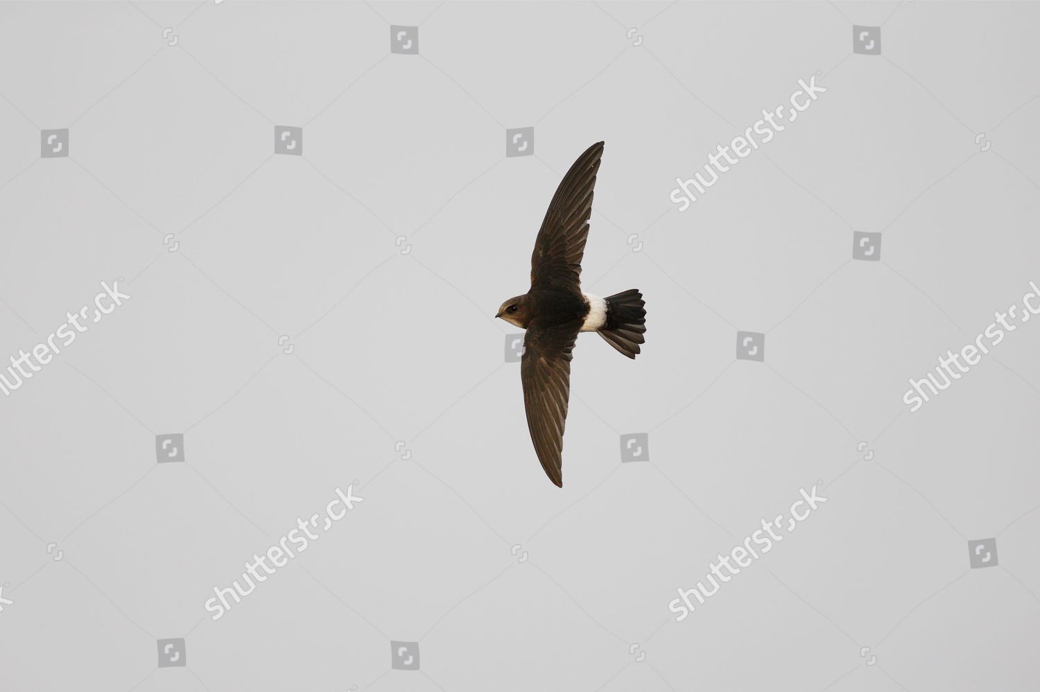 House Swift Apus Nipalensis Adult Flight Editorial Stock Photo - Stock ...
