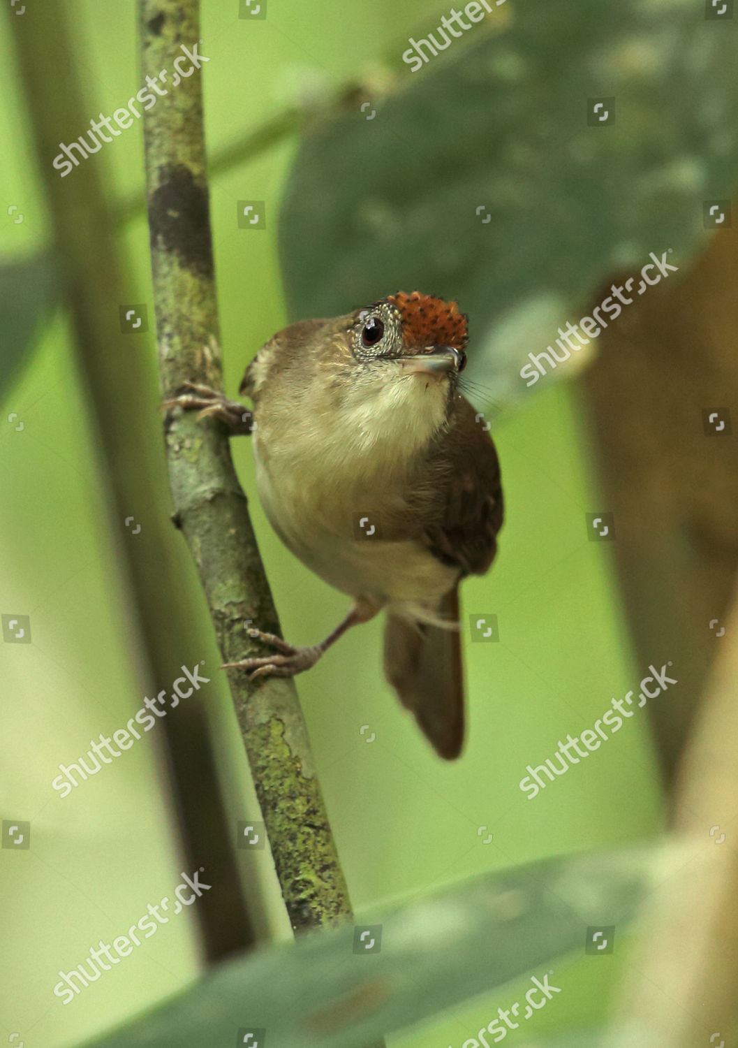 Scalycrowned Babbler Malacopteron Cinereum Cinereum Adult Editorial ...