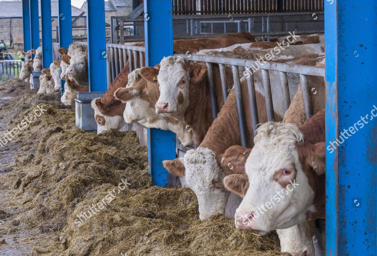 Domestic Cattle Simmental Herd Feeding On Editorial Stock Photo - Stock ...