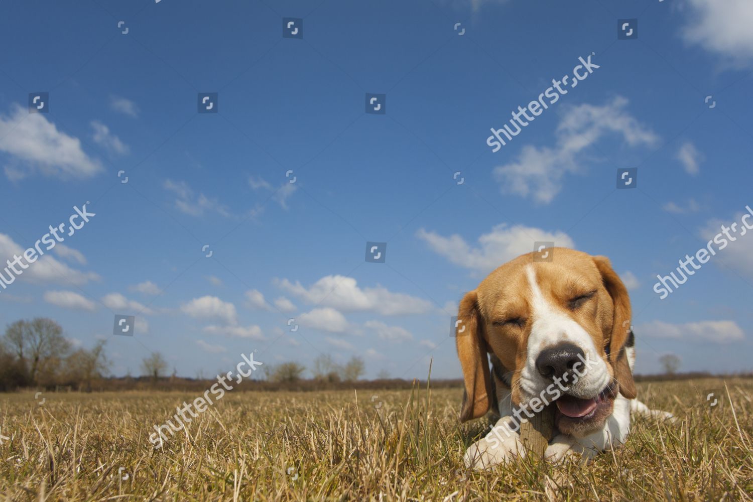 Domestic Dog Beagle Adult Chewing Stick Editorial Stock Photo - Stock ...