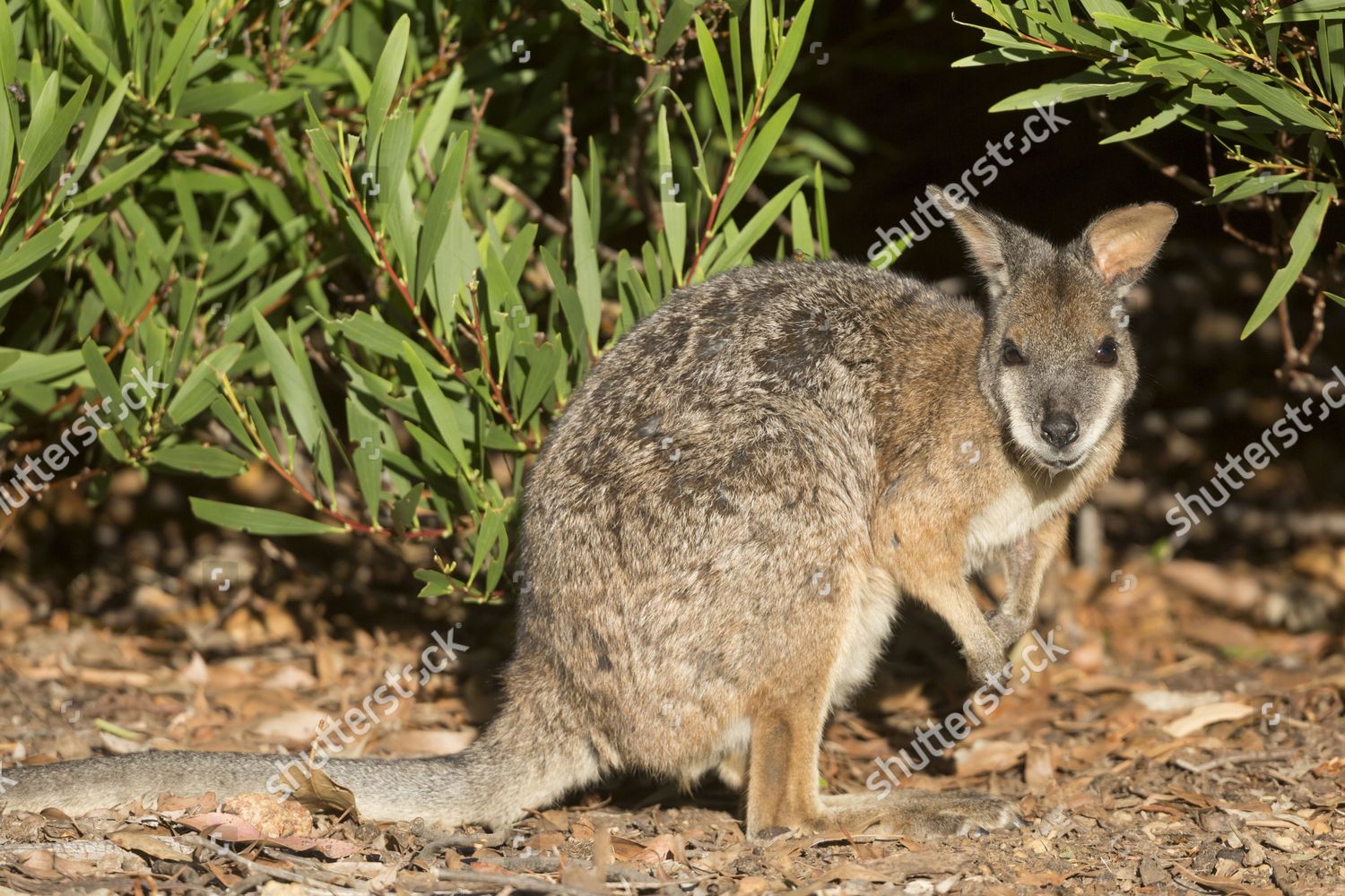 Tammar Wallaby Macropus Eugenii Adult Kangaroo Editorial Stock Photo ...