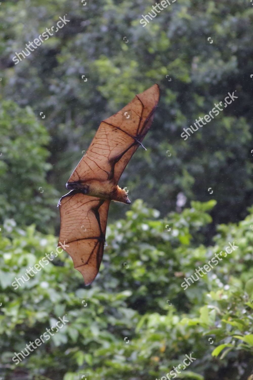Bismarck Flying Fox Pteropus Neohibernicus Adult Editorial Stock Photo ...