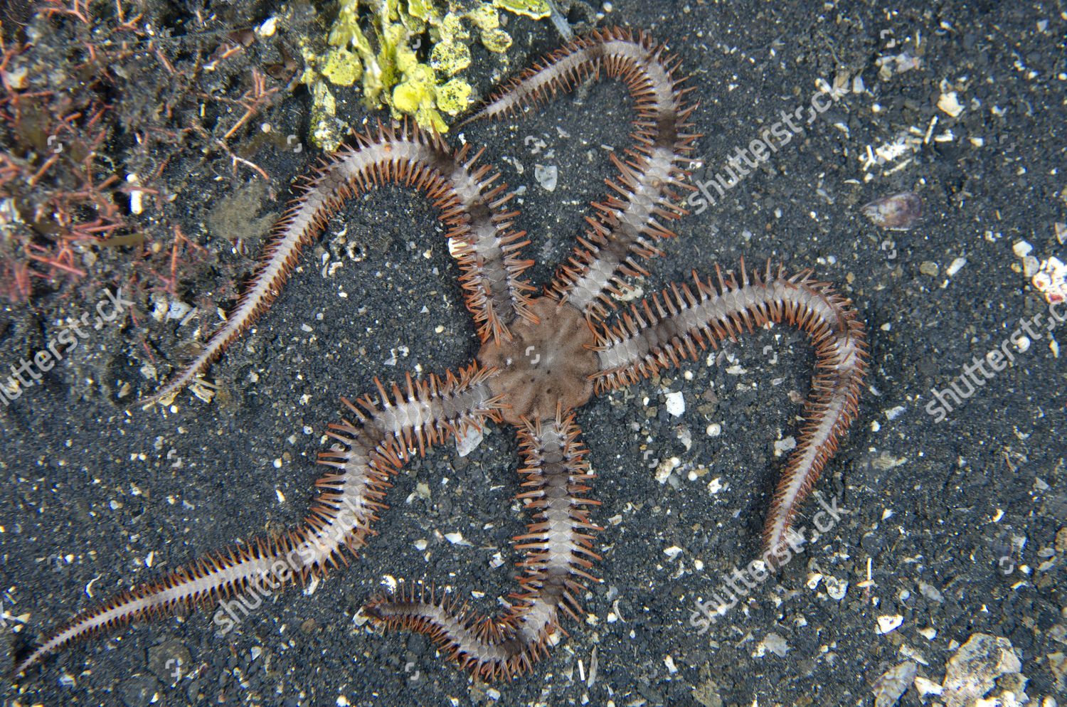 Prickly Brittlestar Ophiocoma Erinaceus Adult On Editorial Stock Photo ...