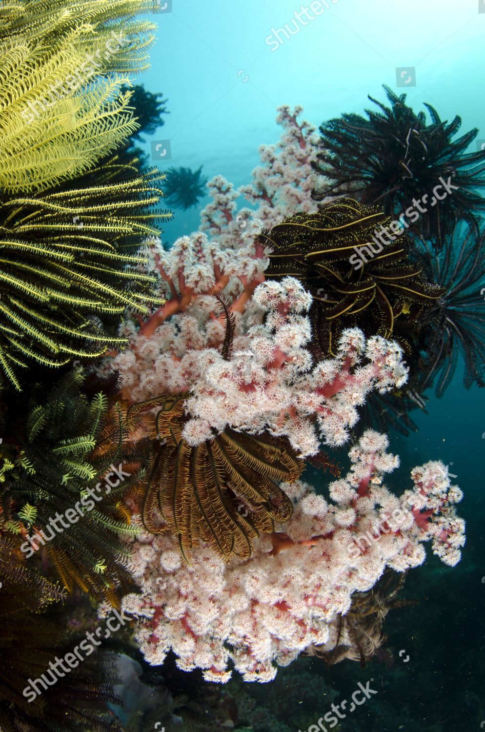 Soft Red Divaricate Tree Coral Dendronephthya Editorial Stock Photo ...