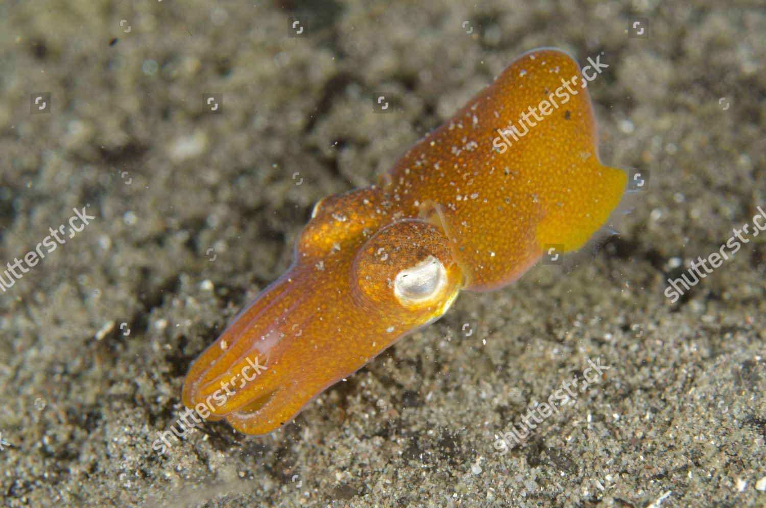 Tropical Bottletail Squid Sepiadarium Kochi Adult Editorial Stock Photo ...