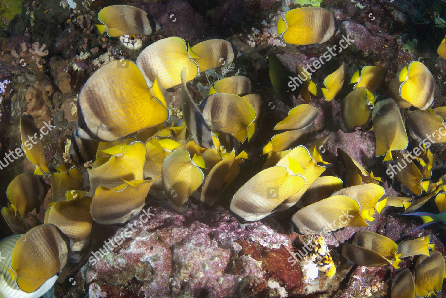 Kleins Butterflyfish Chaetodon Kleinii Adults Shoal Editorial Stock ...
