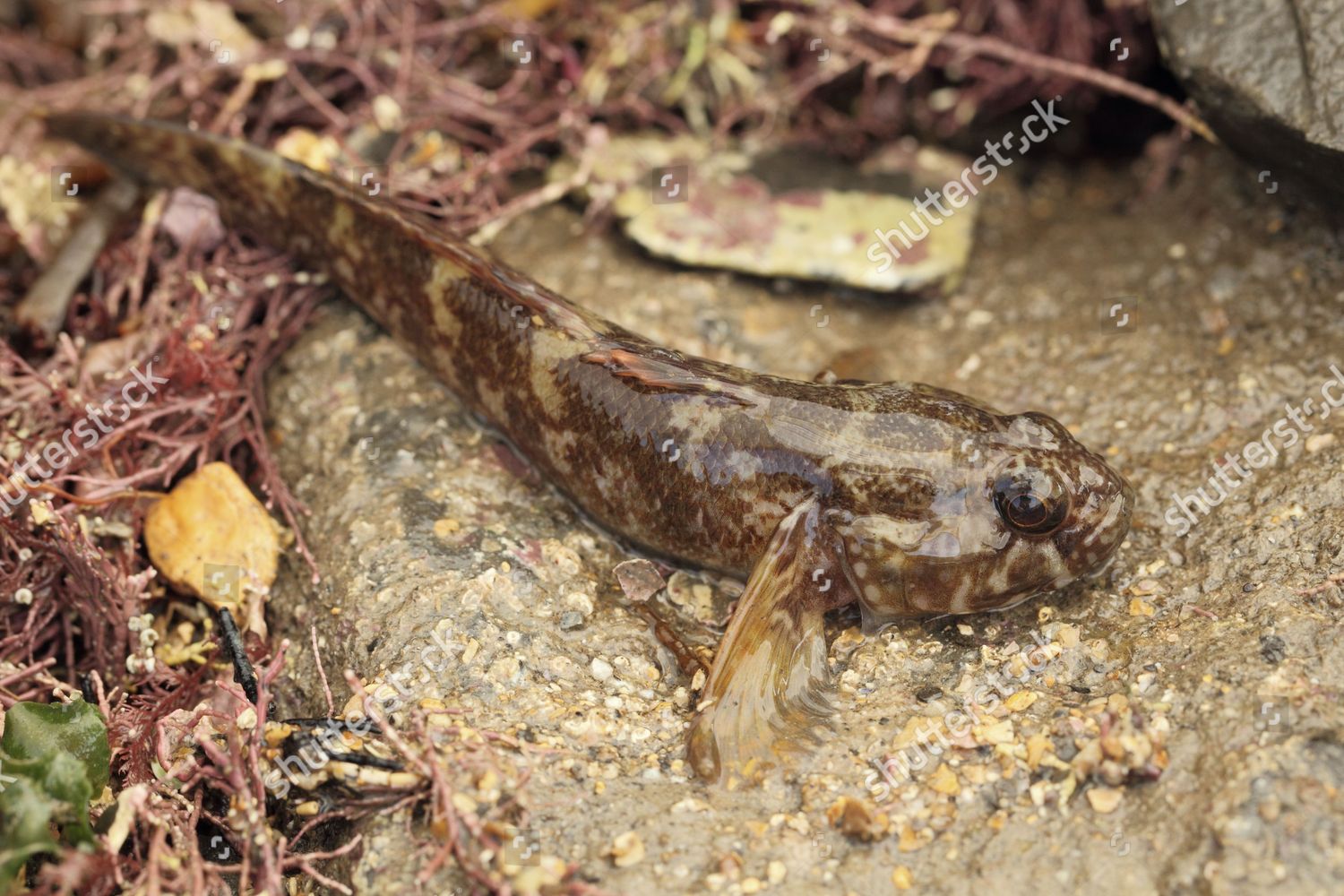 Rock Goby Gobius Paganellus Adult Sheltering Editorial Stock Photo ...
