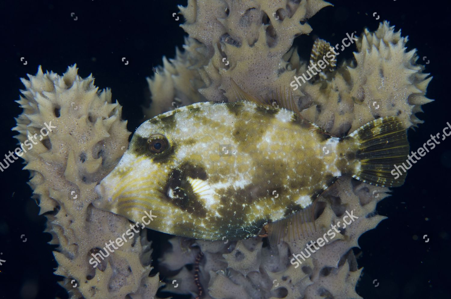 Seagrass Filefish Acreichthys Tomentosus Adult Lembeh Editorial Stock ...