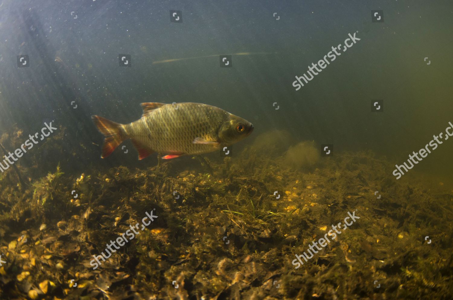 Common Rudd Scardinius Erythrophthalmus Adult Swimming Editorial Stock ...