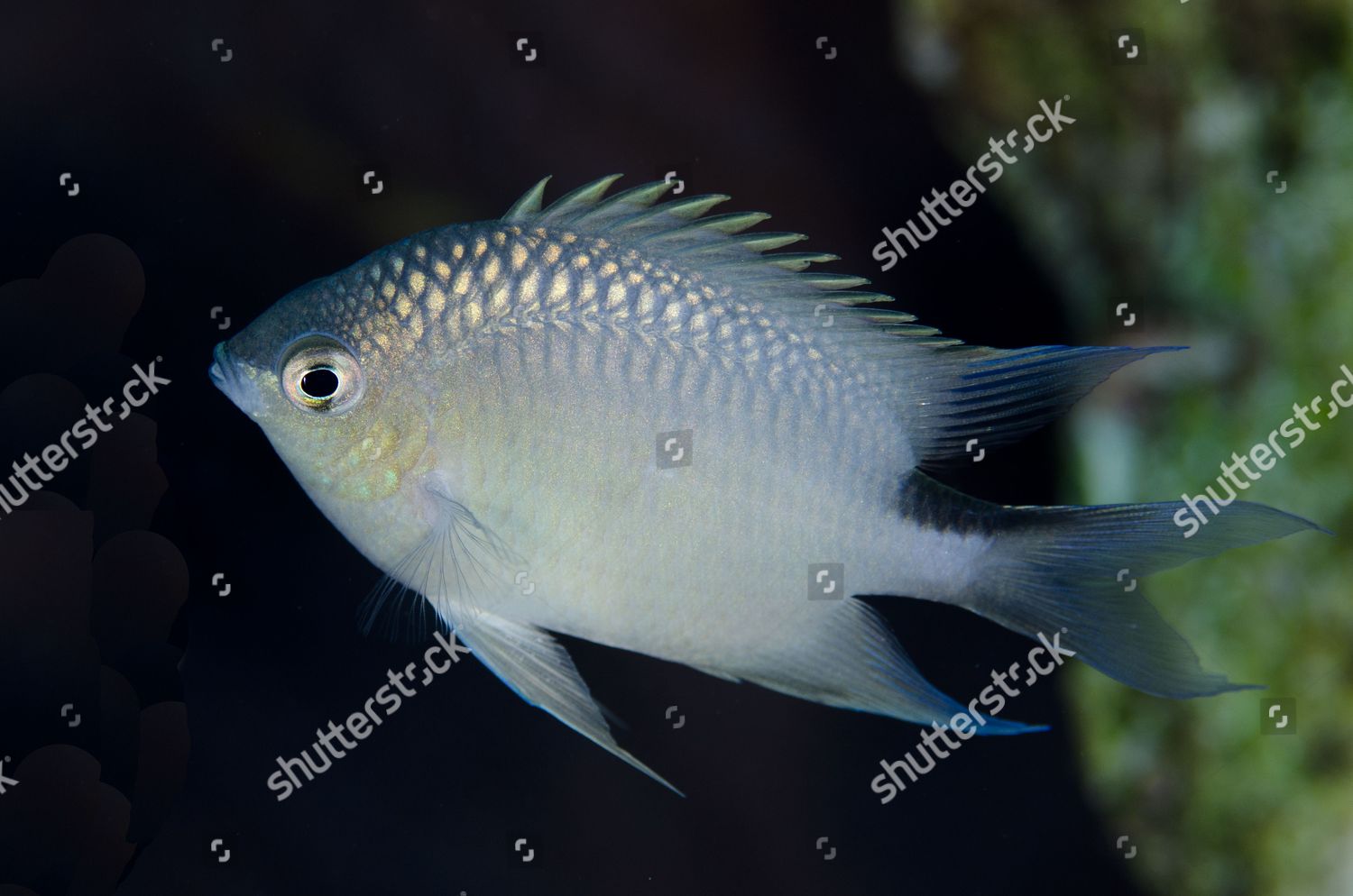 Spiny Chromis Acanthochromis Polyacanthus Adult Swimming Editorial ...