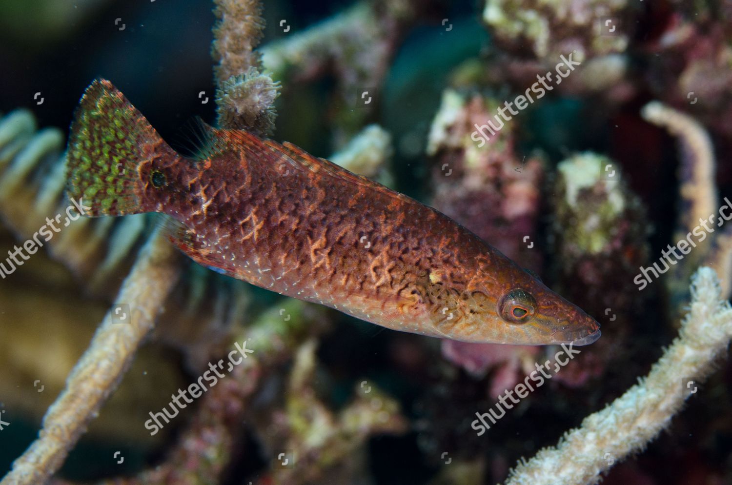 Celebes Wrasse Oxycheilinus Celebicus Adult Swimming Editorial Stock ...