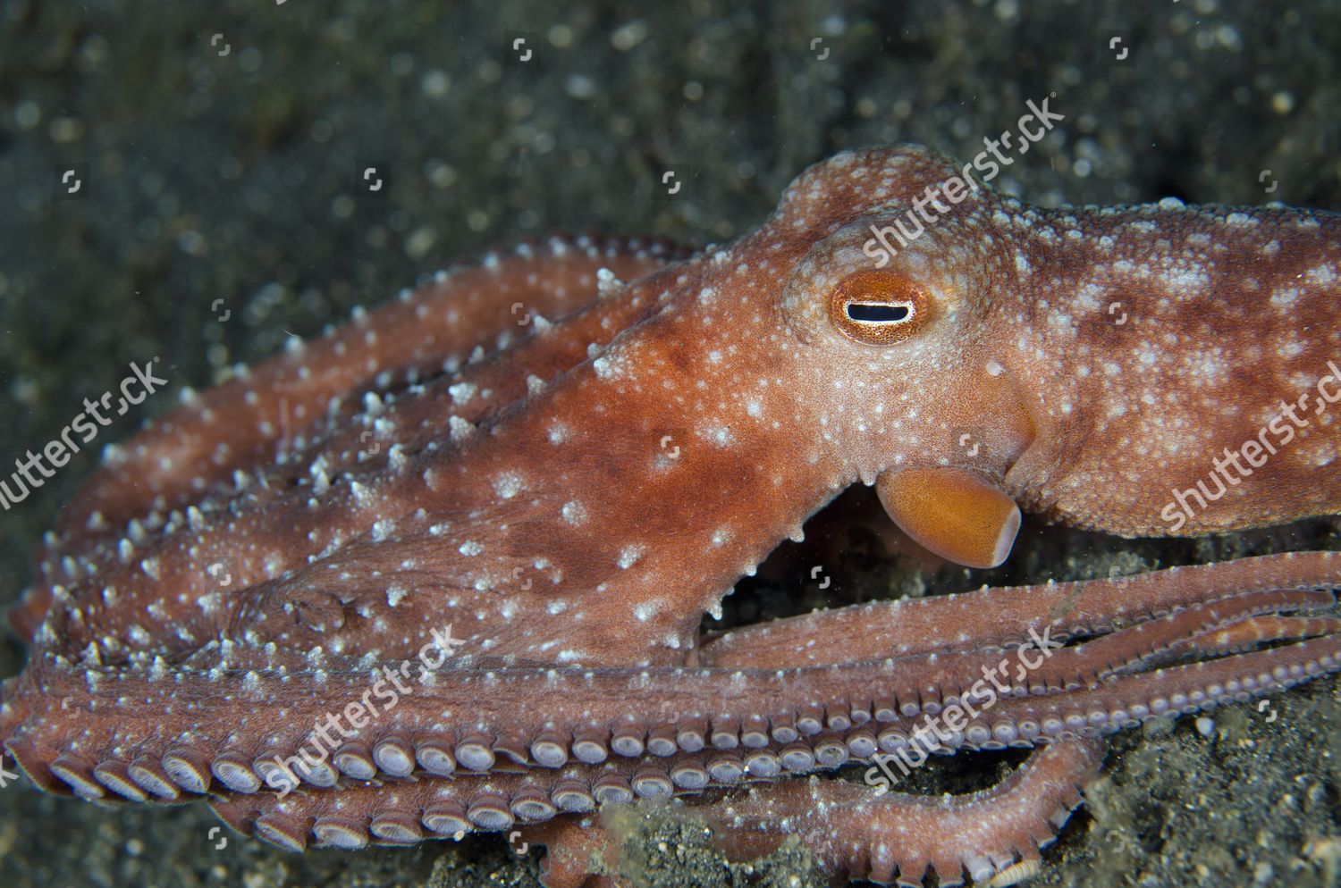 Starry Night Octopus Callistoctopus Luteus Adult Editorial Stock Photo ...