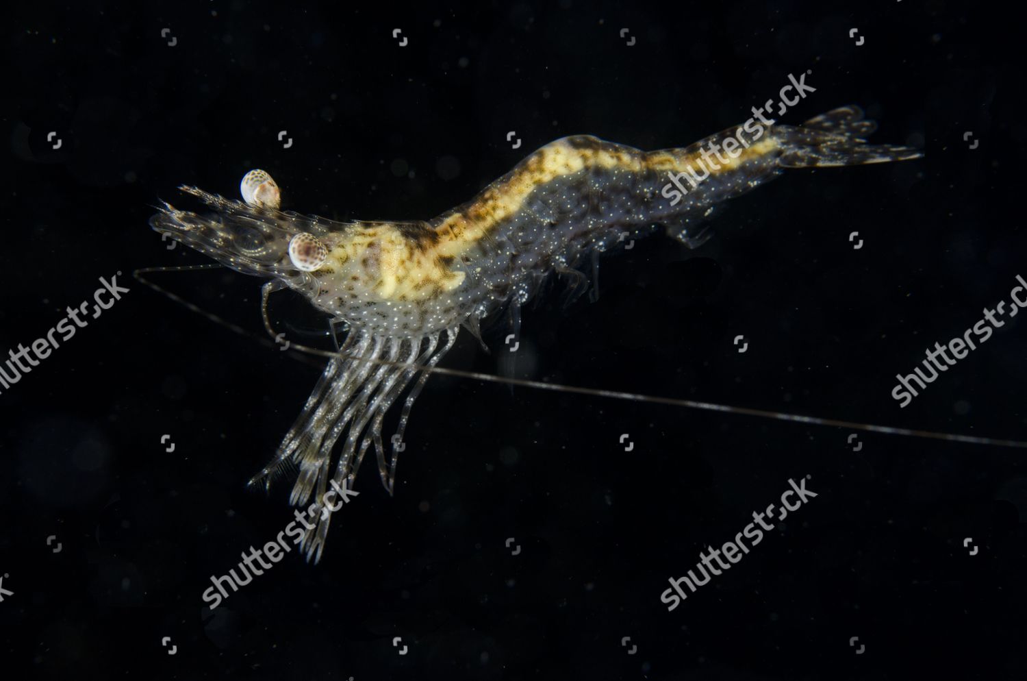 Longarm Prawn Heteropenaeus Longimanus Adult Freeswimming Editorial ...