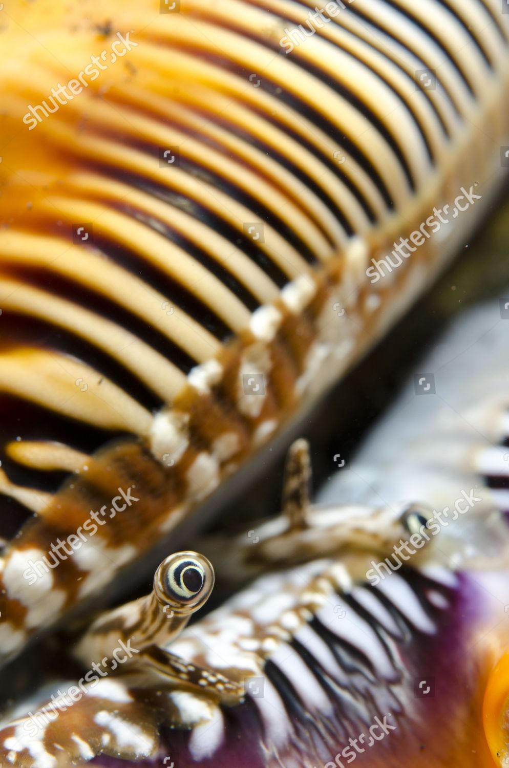 Scorpion Spider Conch Lambis Scorpius Adult Editorial Stock Photo ...