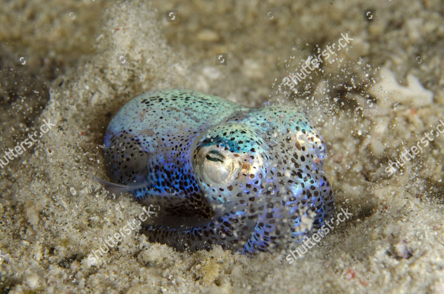 Berrys Bobtail Squid Euprymna Berryi Adult Editorial Stock Photo ...